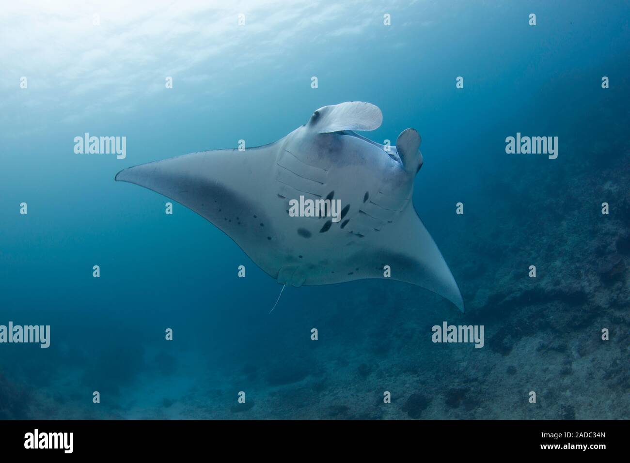 Manta ray, Manta alfredi, gliding down Goofnuw Channel, Yap, Micronesia ...