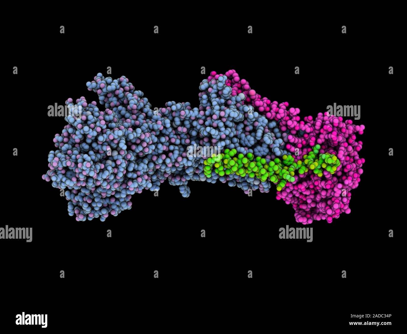 Sodium-potassium pump. Computer model showing the structure of a sodium ...