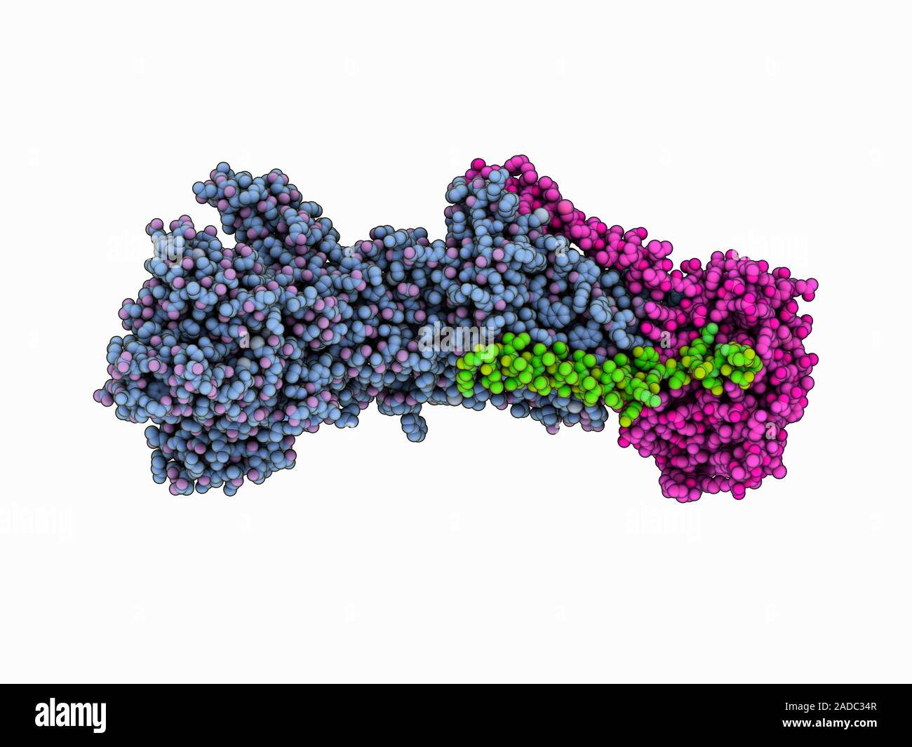 Sodium-potassium pump. Computer model showing the structure of a sodium ...