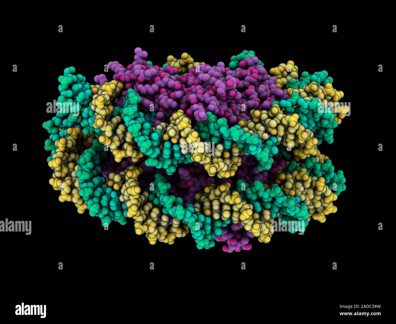 Human centromeric nucleosome complex. Computer model showing the ...