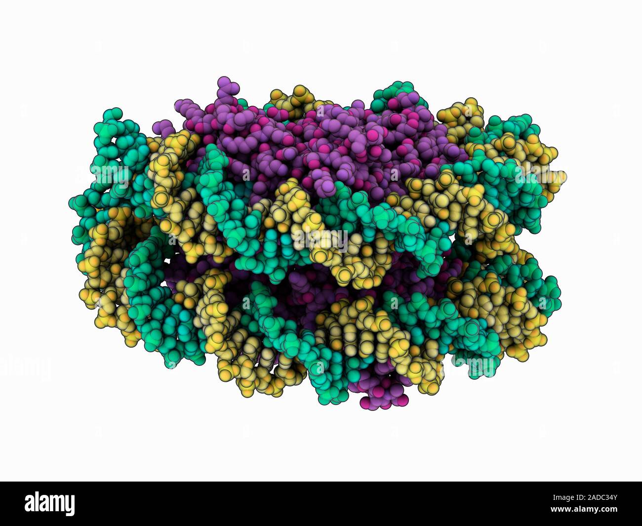 Human centromeric nucleosome complex. Computer model showing the structure of a human nucleosome ...
