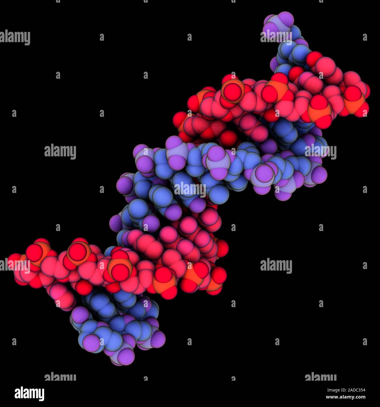 B Dna B Deoxyribonucleic Acid Molecule Computer Model Showing The
