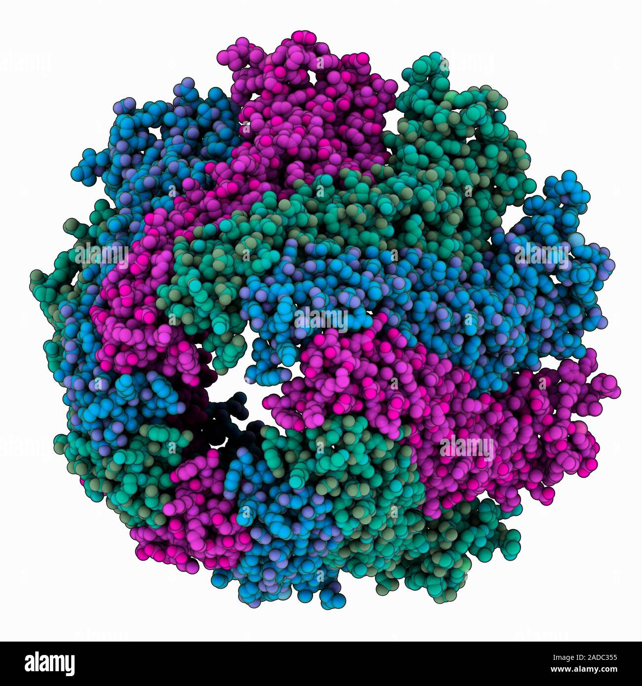 Bacterial polysaccharide co-polymerase. Computer model showing the ...
