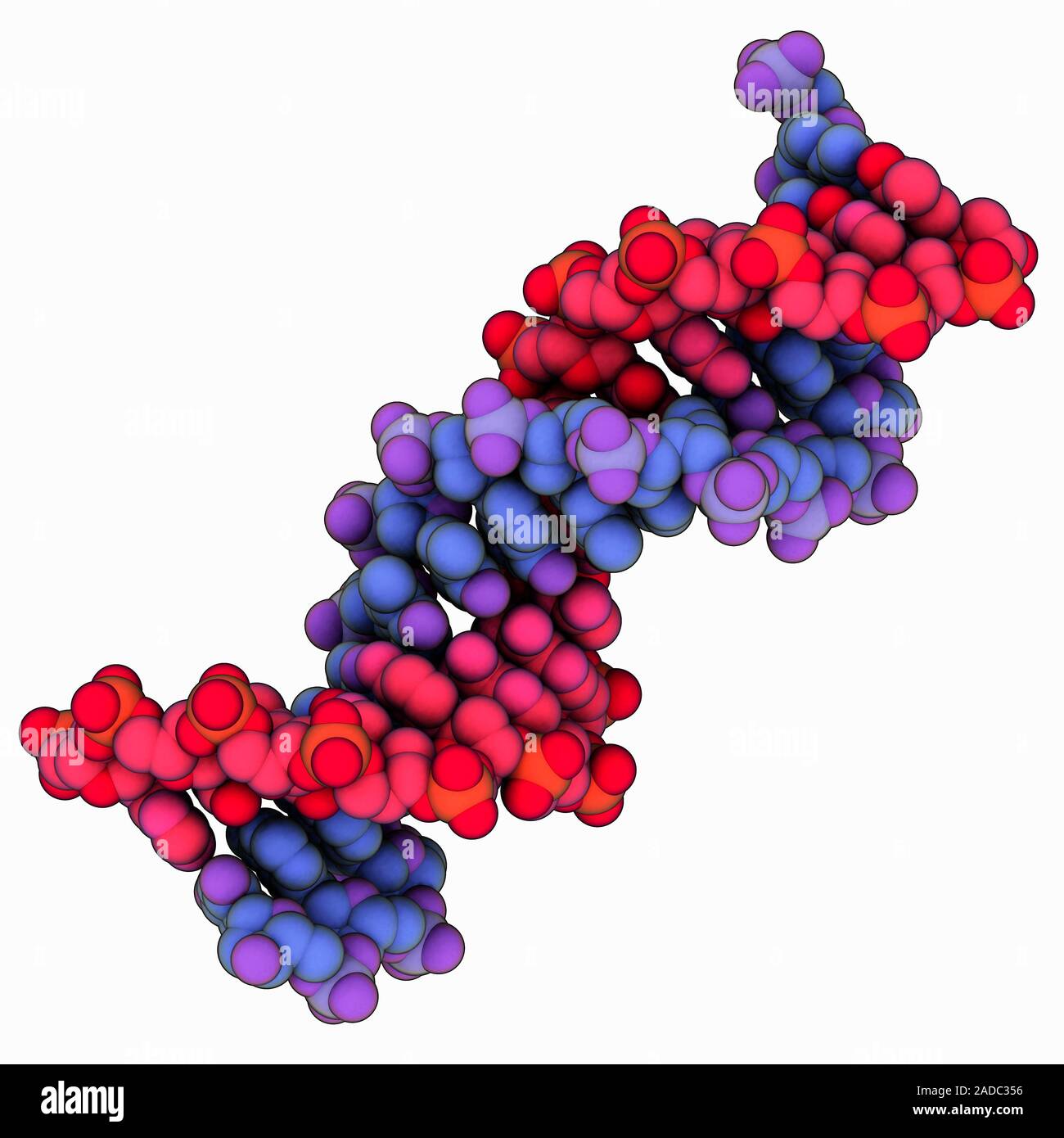 B-DNA (b-deoxyribonucleic acid) molecule. Computer model showing the ...