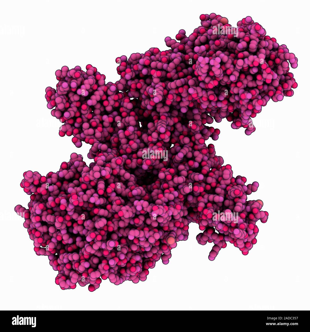 Botulinum neurotoxin A molecule. Computer model showing the structure ...