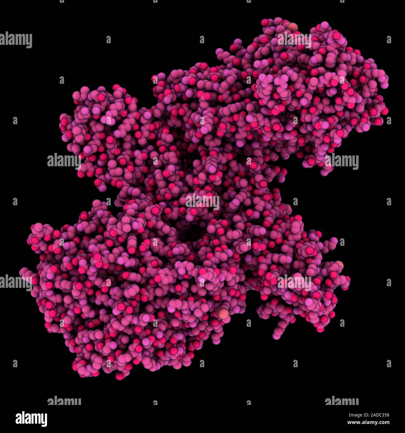 Botulinum neurotoxin A molecule. Computer model showing the structure ...