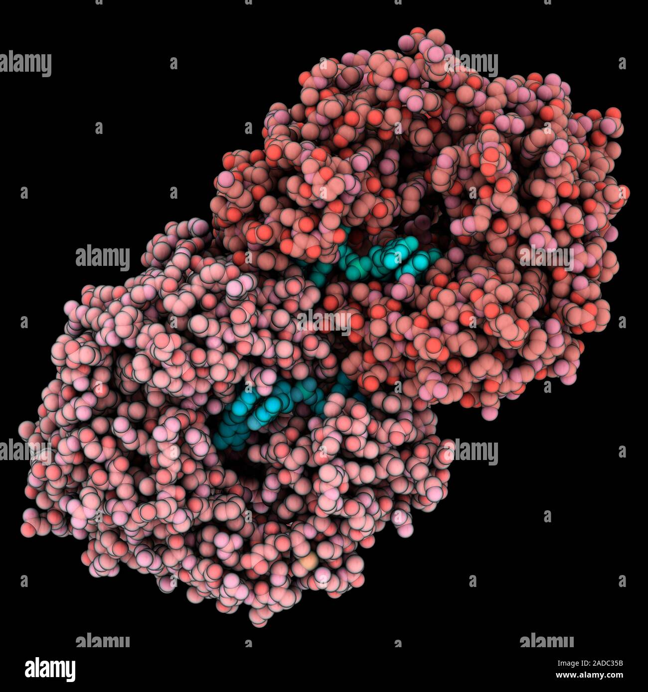 Argonaute silencing protein complexed with DNA (deoxyribonucleic acid ...