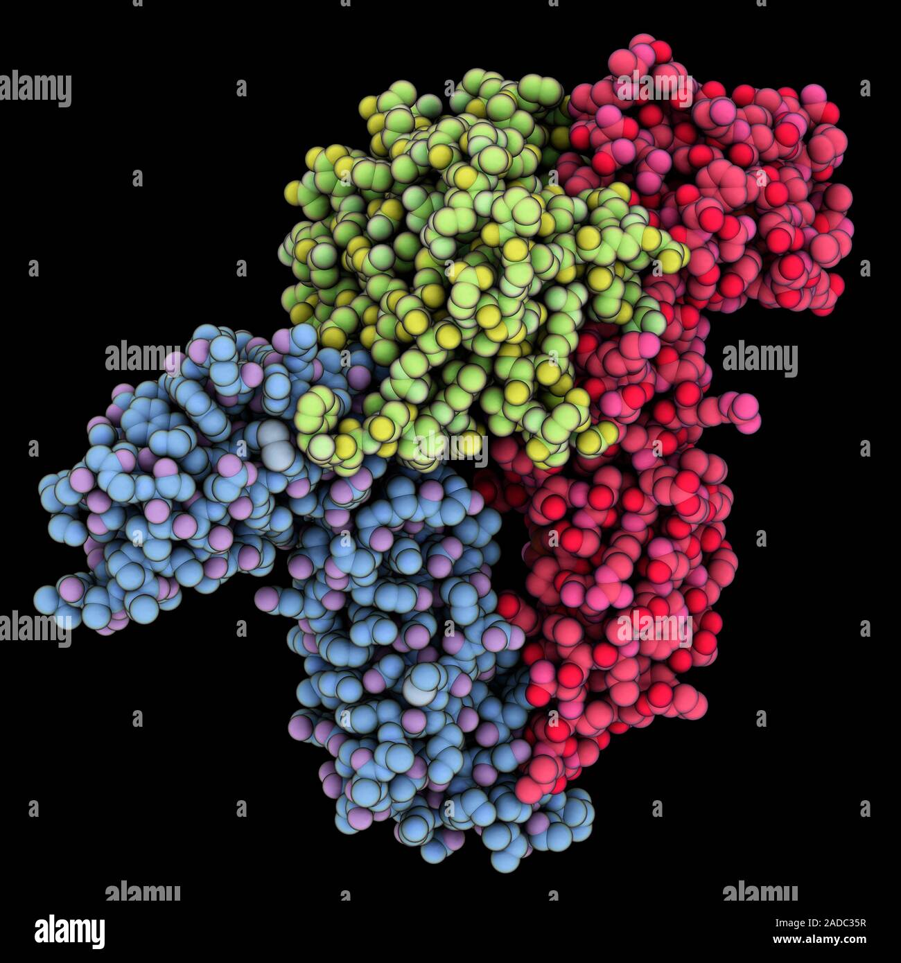 Human growth hormone complexed with its receptor. Computer model ...