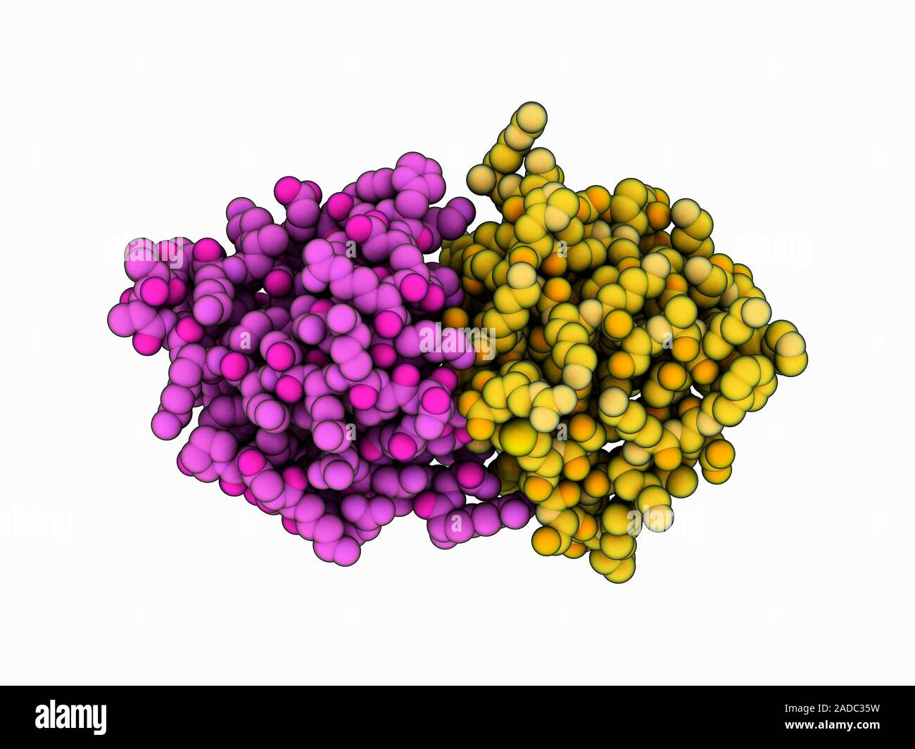 Human hepatocyte growth factor (HGF). Computer model showing the ...