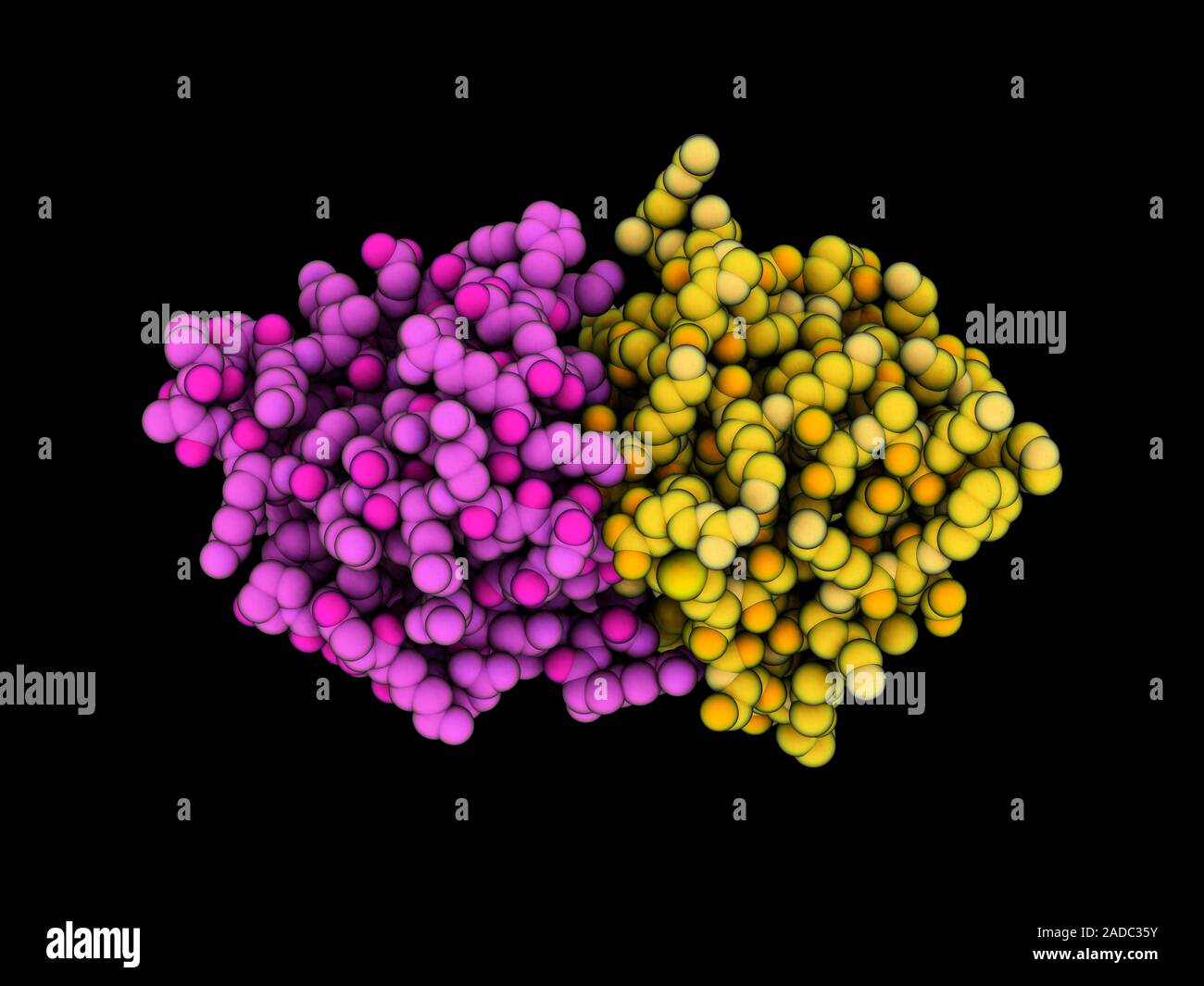 Human hepatocyte growth factor (HGF). Computer model showing the ...