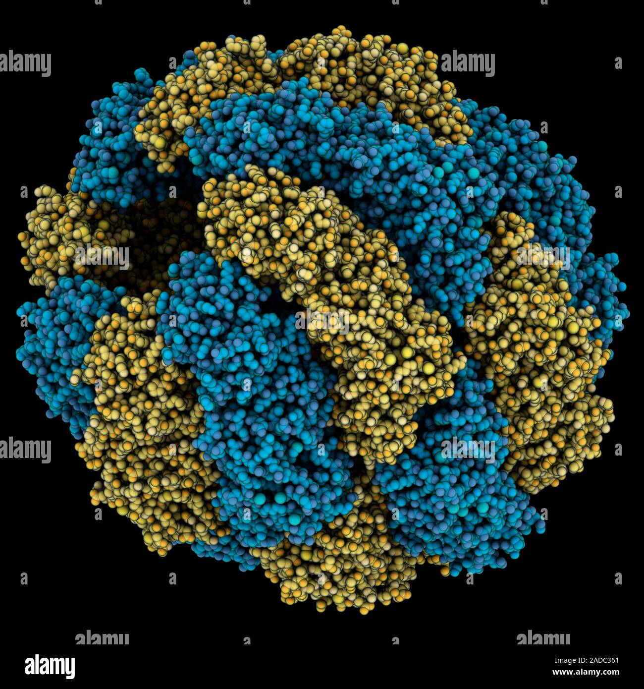 Chaperonin Mm cpn (Methanococcus maripuladis chaperonin) in the open ...