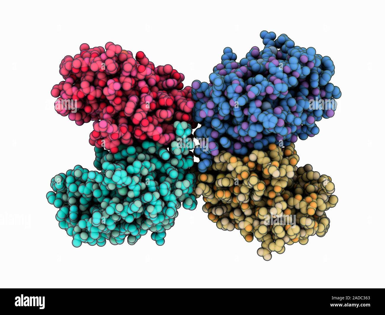 Human caspase-6 molecule. Computer model showing the tetrameric ...