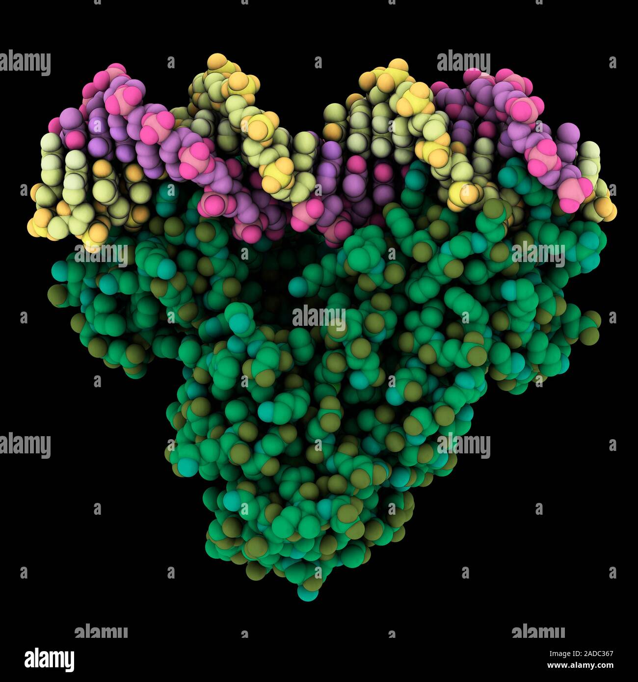 Rex family transcriptional regulatory protein complexed with ...