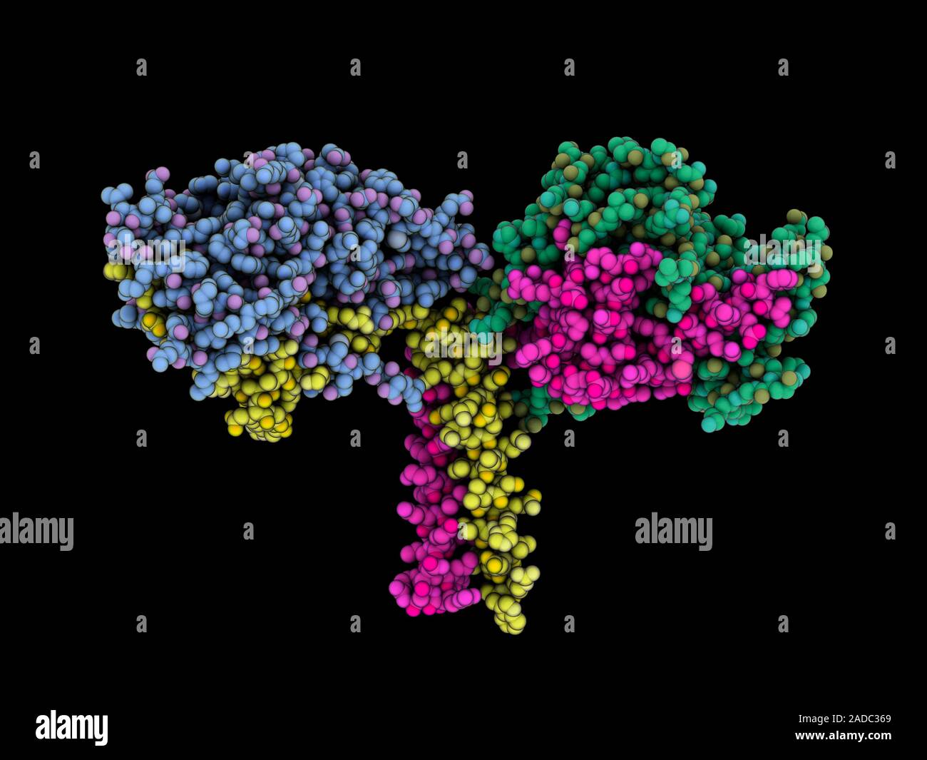 Kinesin motor and neck domain. Computer model showing the dimeric ...