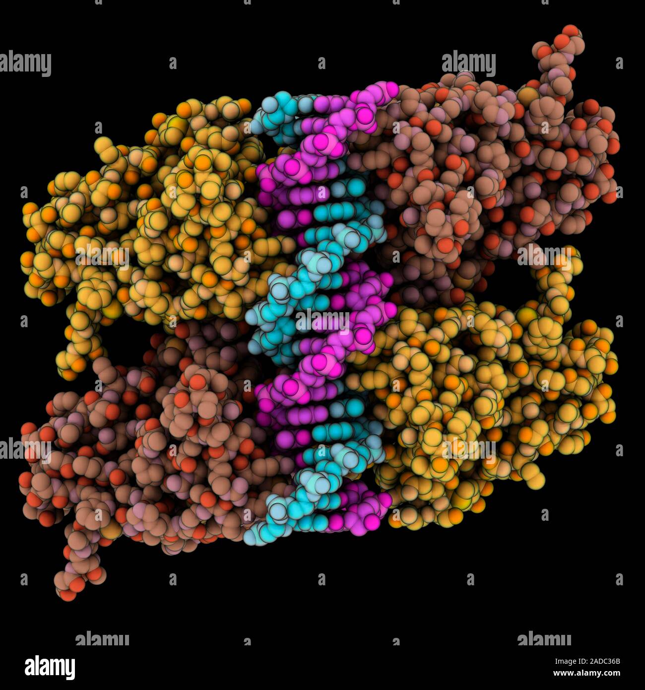 Tumour Suppressor P53 Complexed With Dna Deoxyribonucleic Acid Computer Model Showing The