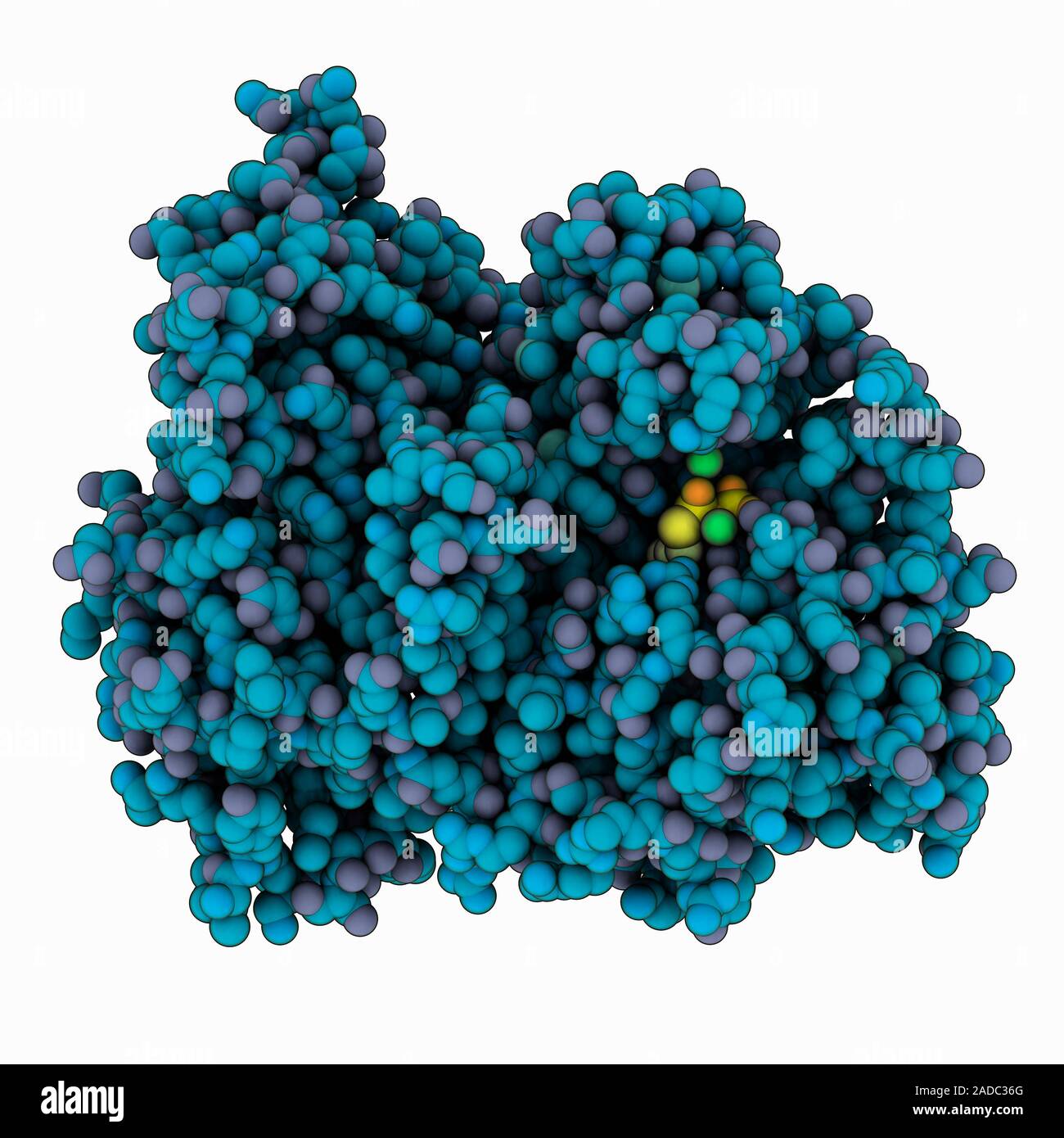 Isoprene synthase molecule complexed with Mg2+ ions and dimethylallyl-S ...