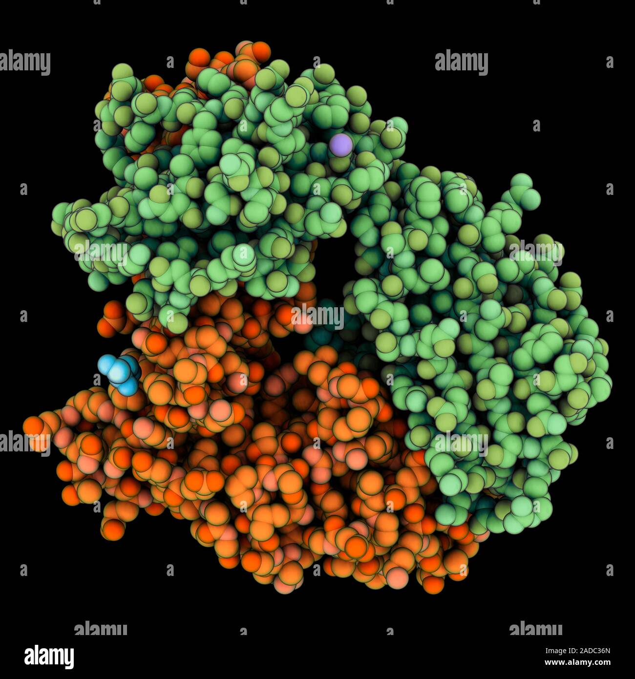 Human T-cell receptor (TCR) DMF5 molecule. Computer model showing the ...