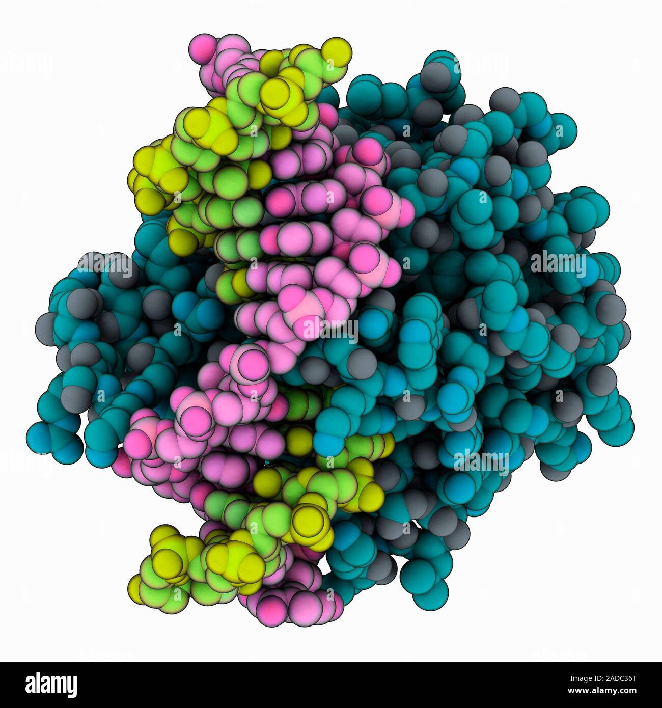 Human DNA repair protein complexed with damaged DNA (deoxyribonucleic ...