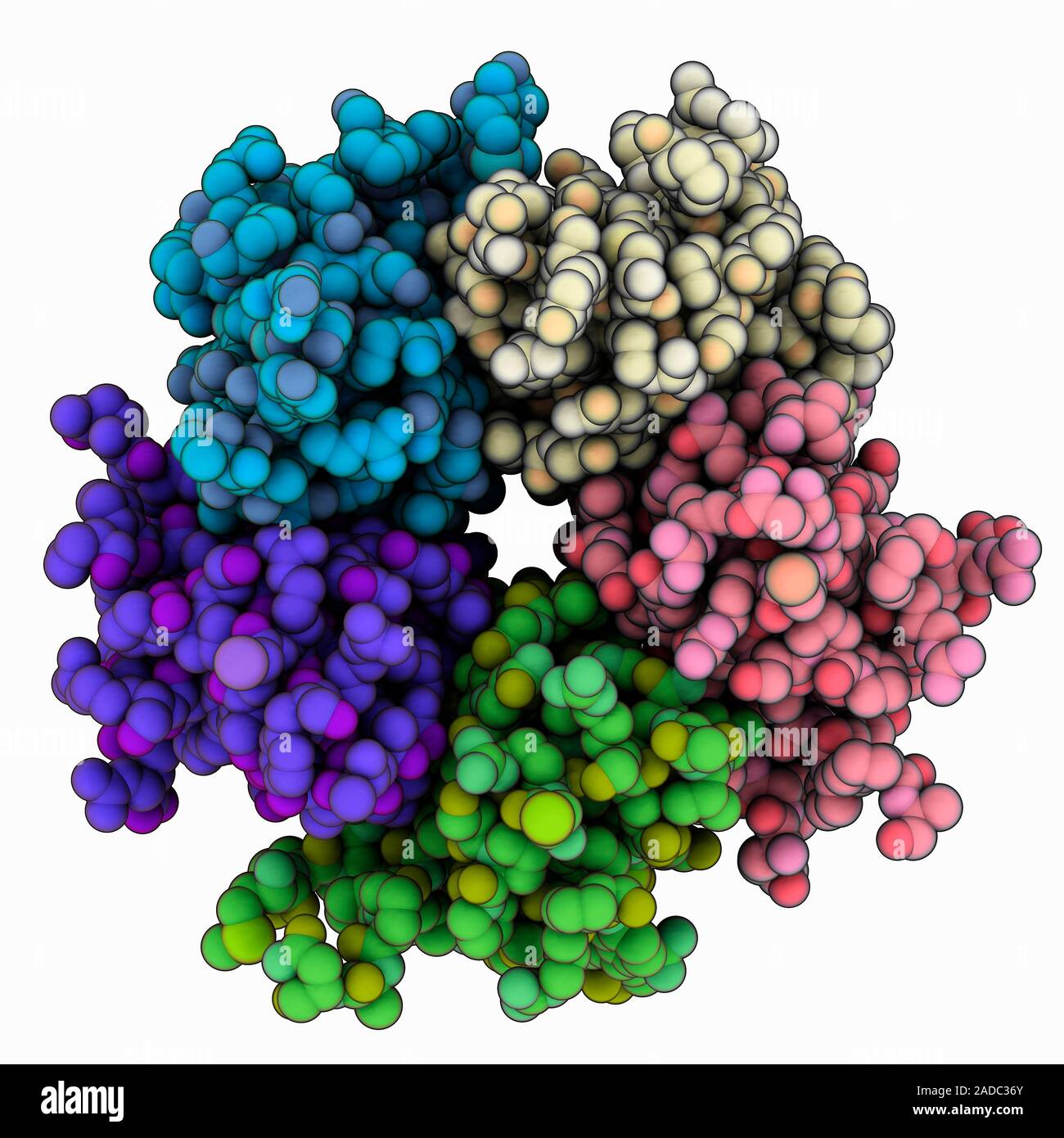 Human nucleoplasmin Npm2. Computer model showing the pentameric ...