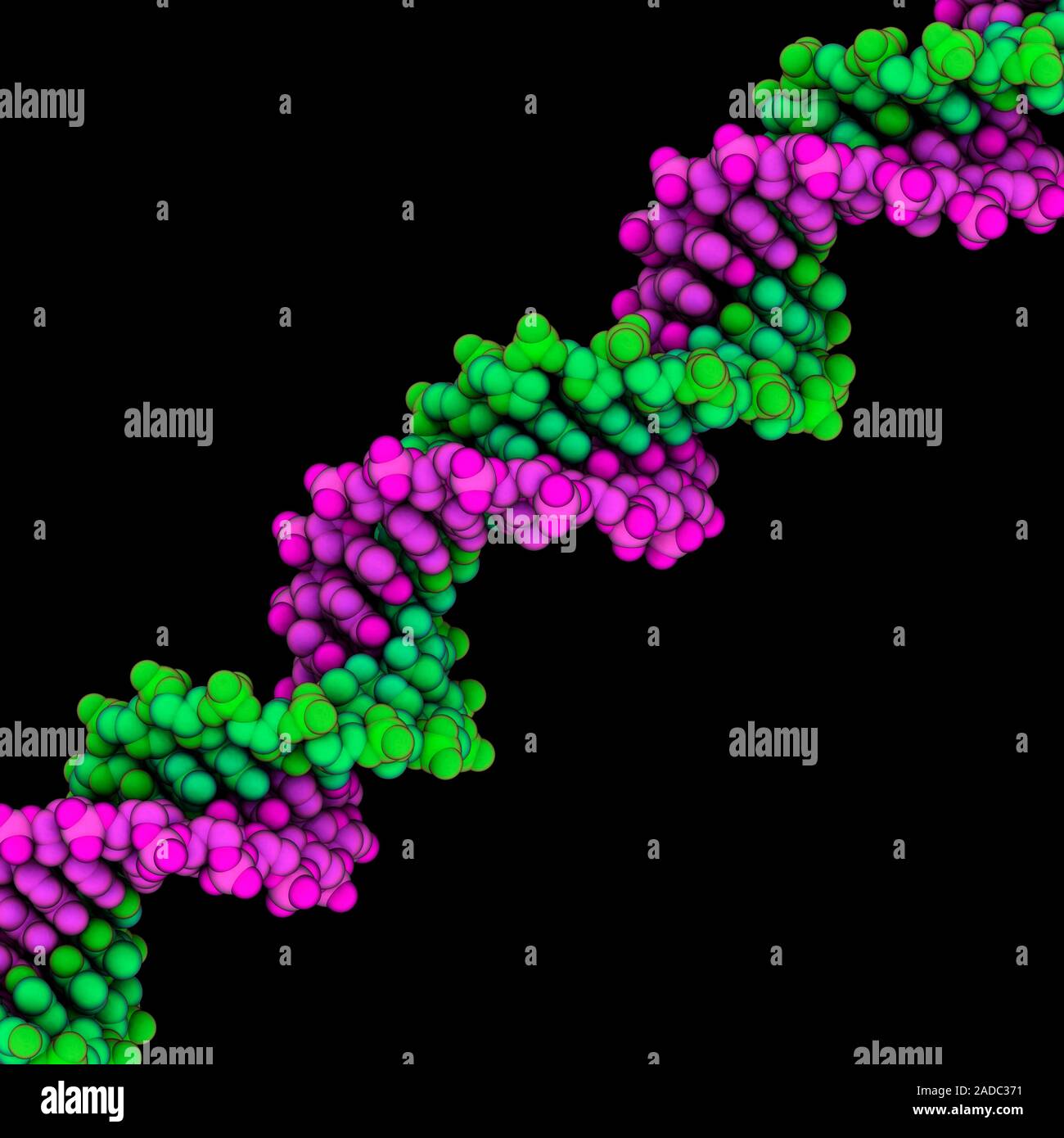 Synthetic Dna Deoxyribonucleic Acid Molecule Computer Model Showing The Structure Of A