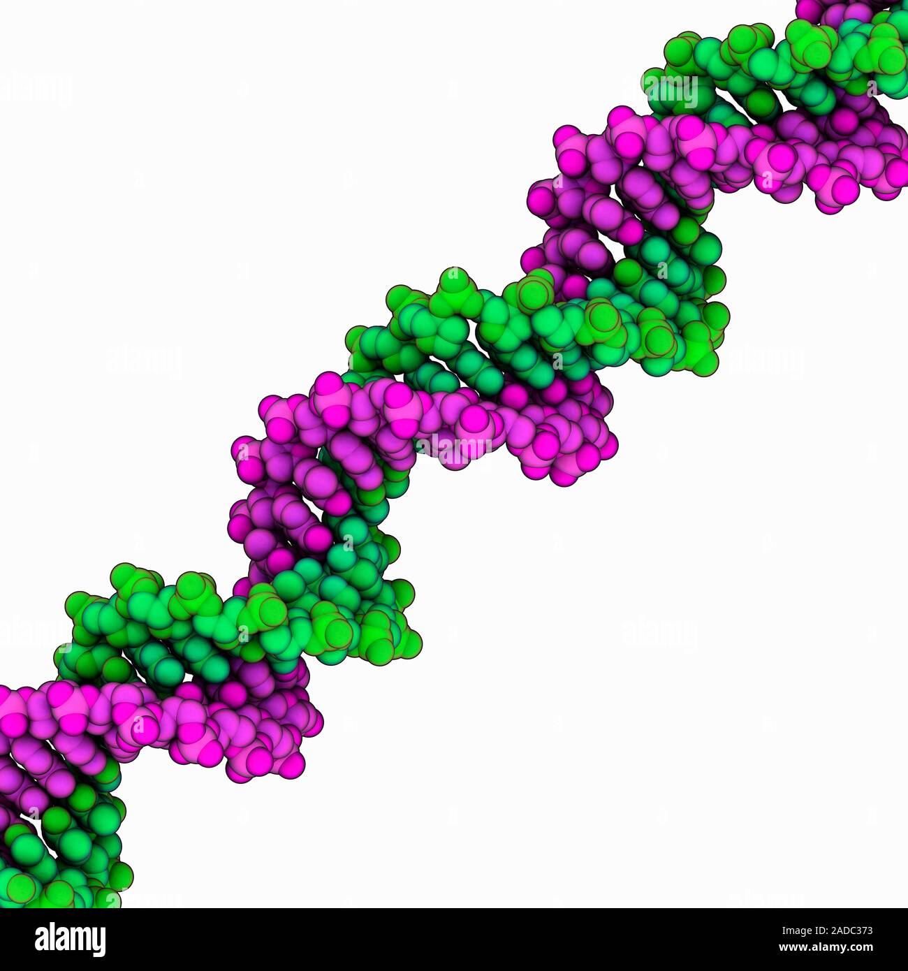 Synthetic Dna Deoxyribonucleic Acid Molecule Computer Model Showing The Structure Of A