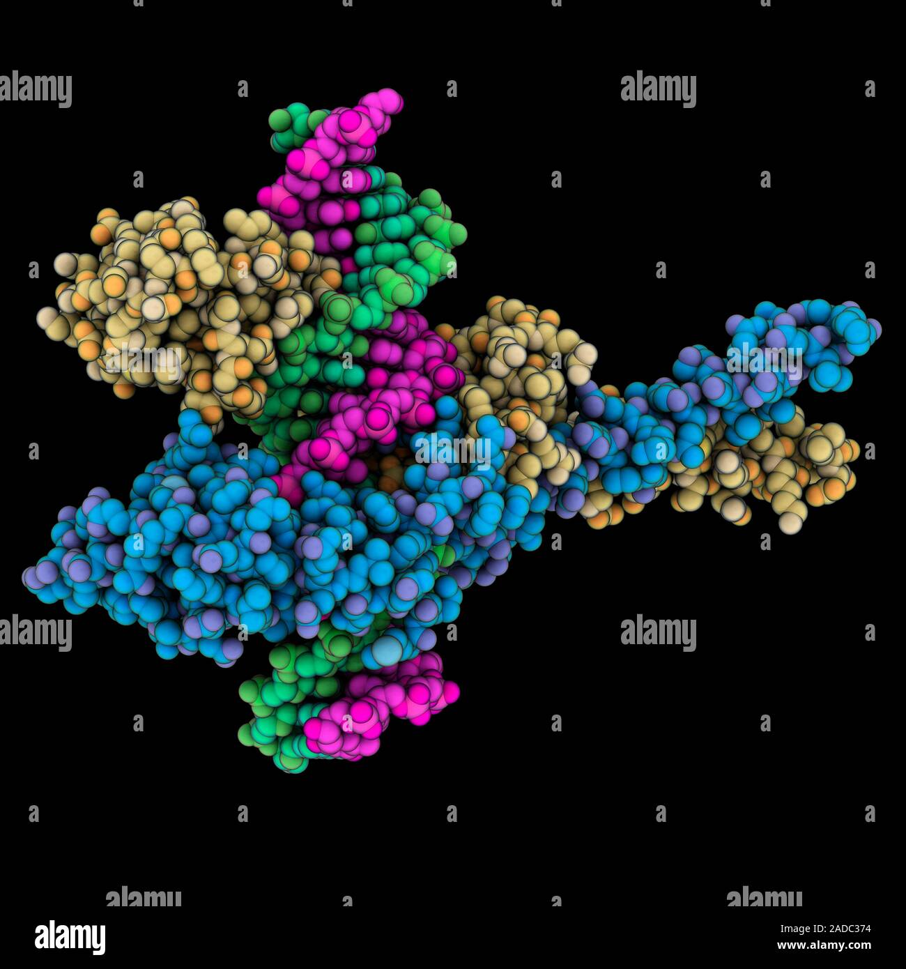 Macrodomain Ter protein complexed with DNA (deoxyribonucleic acid ...