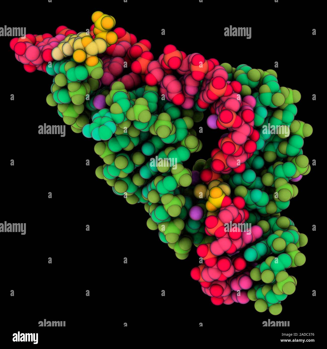 Hammerhead ribozyme molecule. Computer model showing the structure of a ...