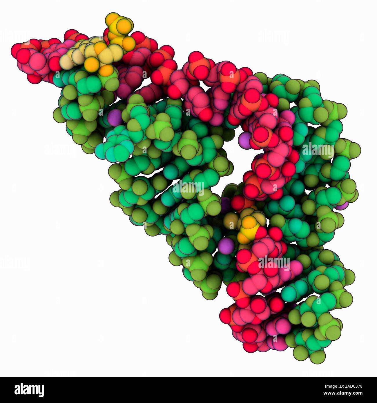 Hammerhead ribozyme molecule. Computer model showing the structure of a ...