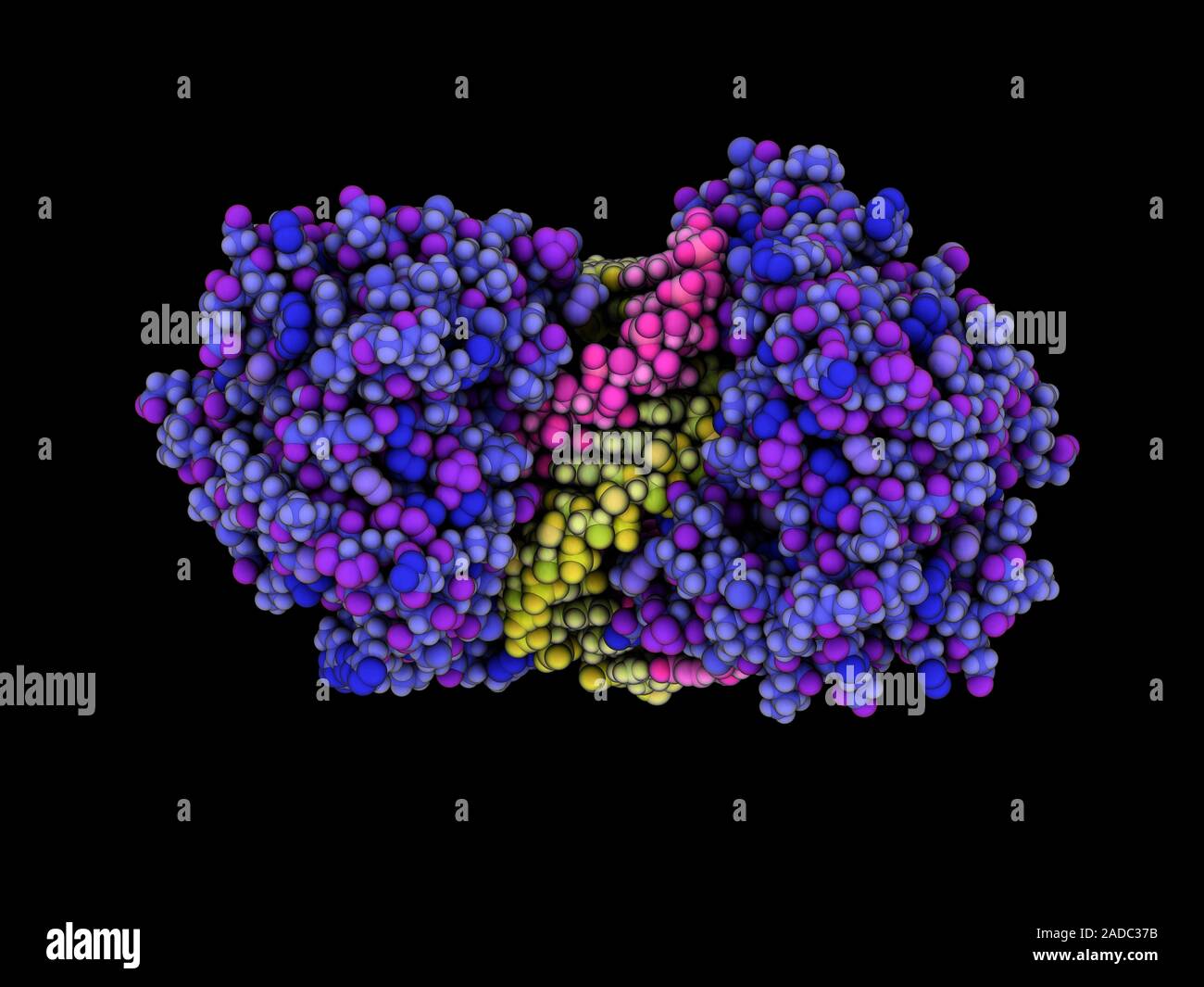 DEAD-box helicase complexed with duplex RNA (ribonucleic acid ...