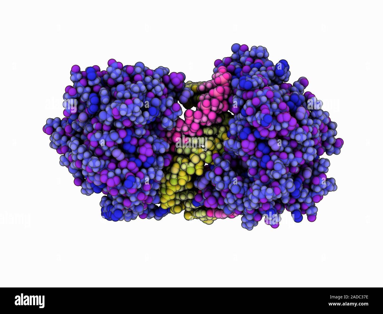 DEAD-box helicase complexed with duplex RNA (ribonucleic acid ...