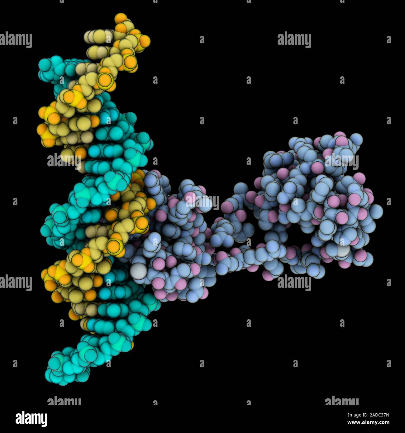 Human GATA transcription factor complexed with DNA (deoxyribonucleic ...