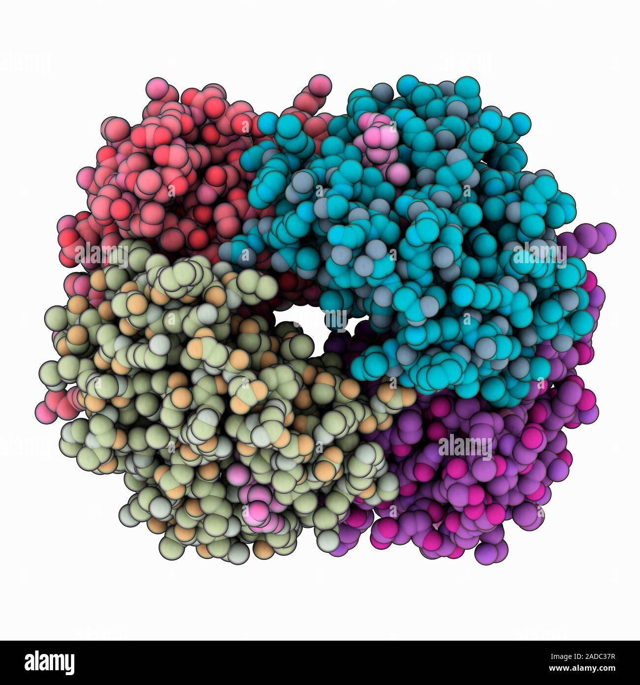 Human deoxyhaemoglobin molecule. Computer model showing the structure ...