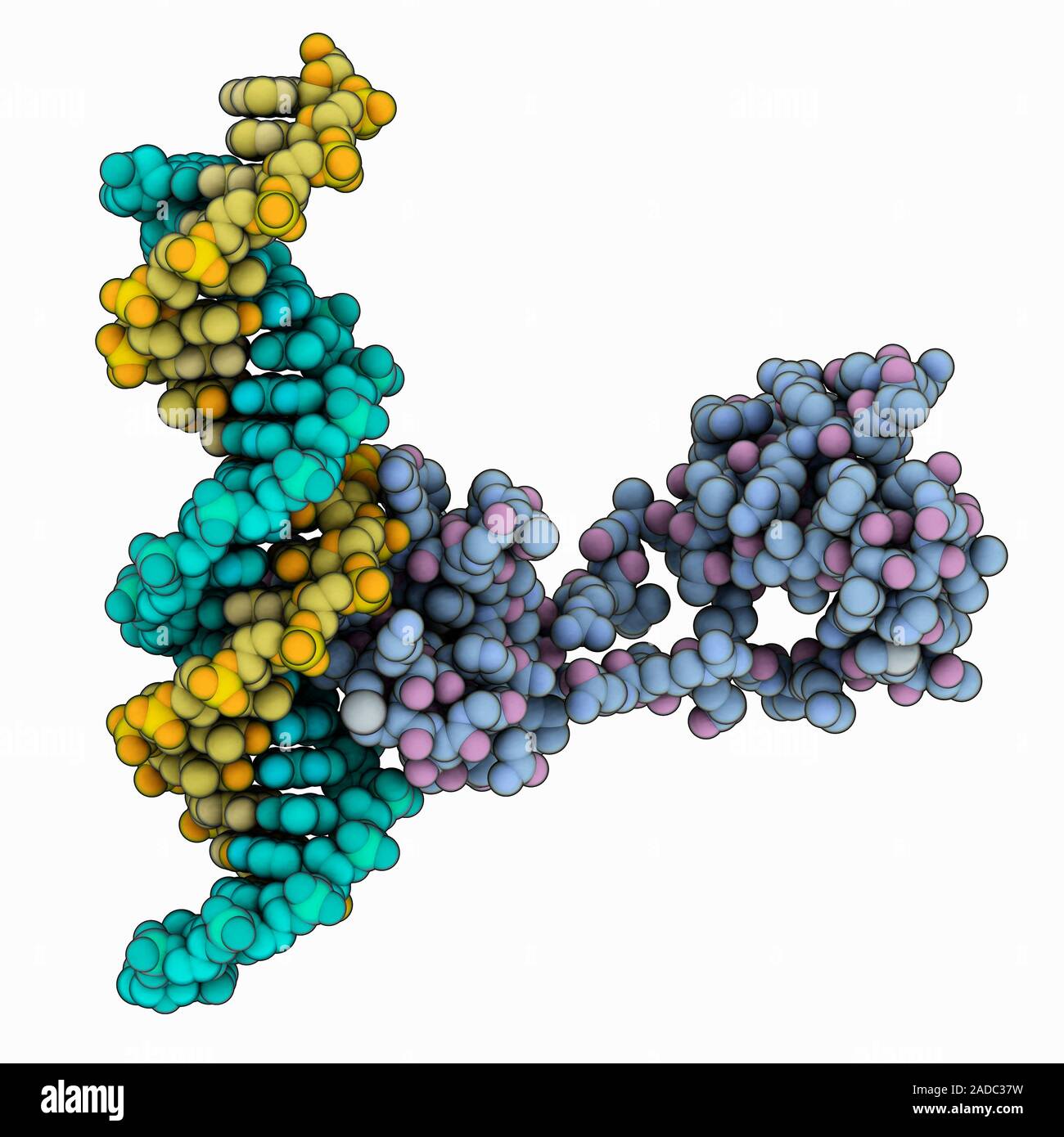Human GATA transcription factor complexed with DNA (deoxyribonucleic ...