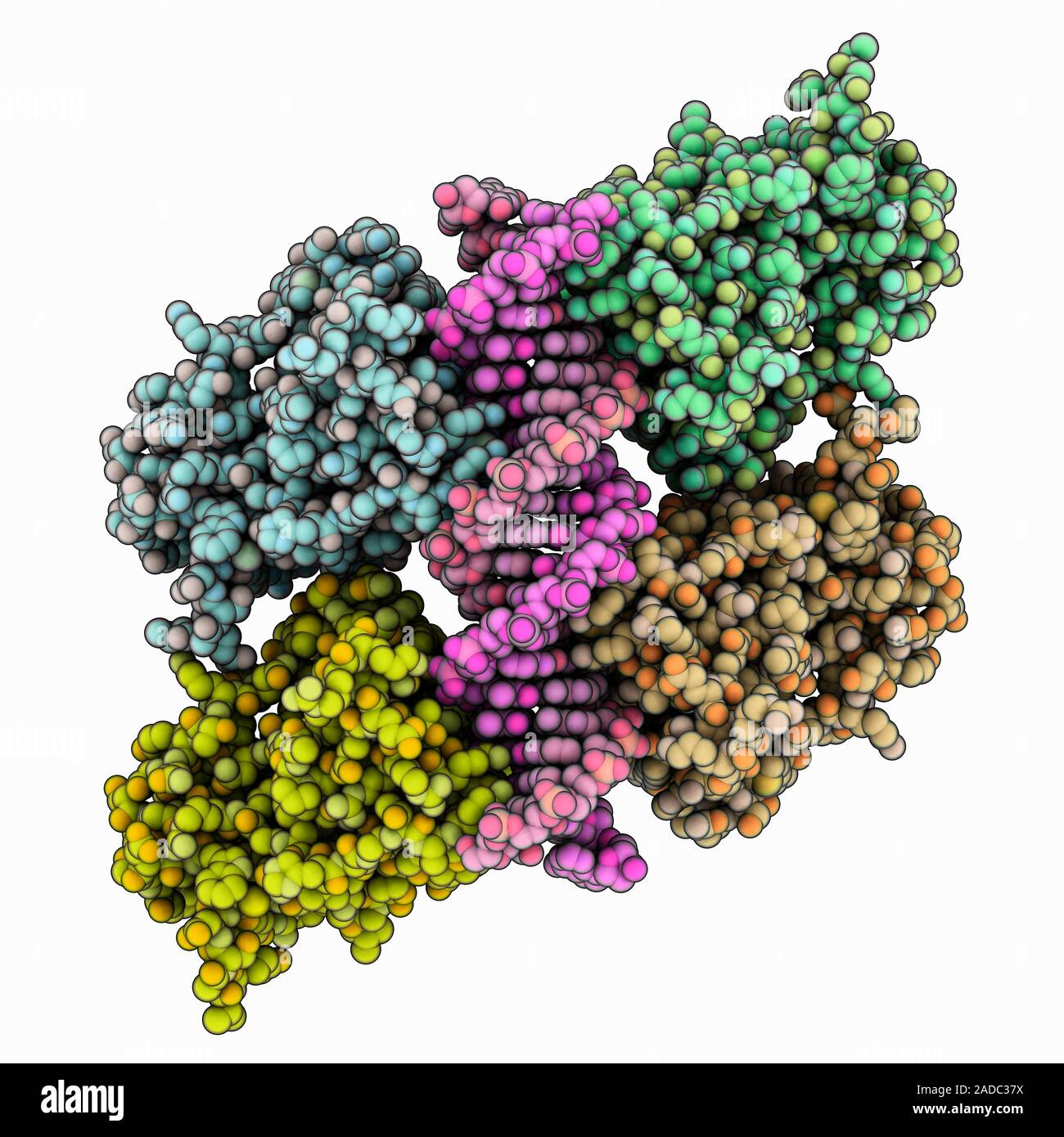 Tumour Suppressor P53 Complexed With Dna Deoxyribonucleic Acid Computer Model Showing The