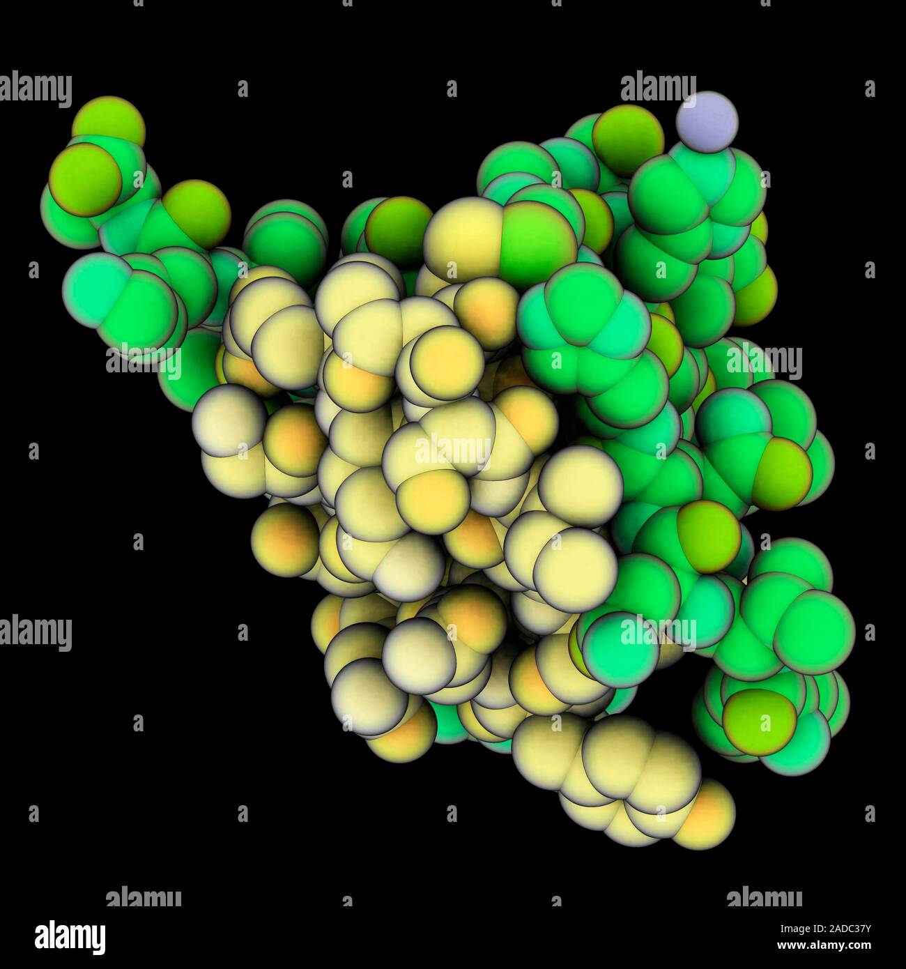 Pig 2Zn (2 zinc) insulin molecule. Computer model showing the structure ...