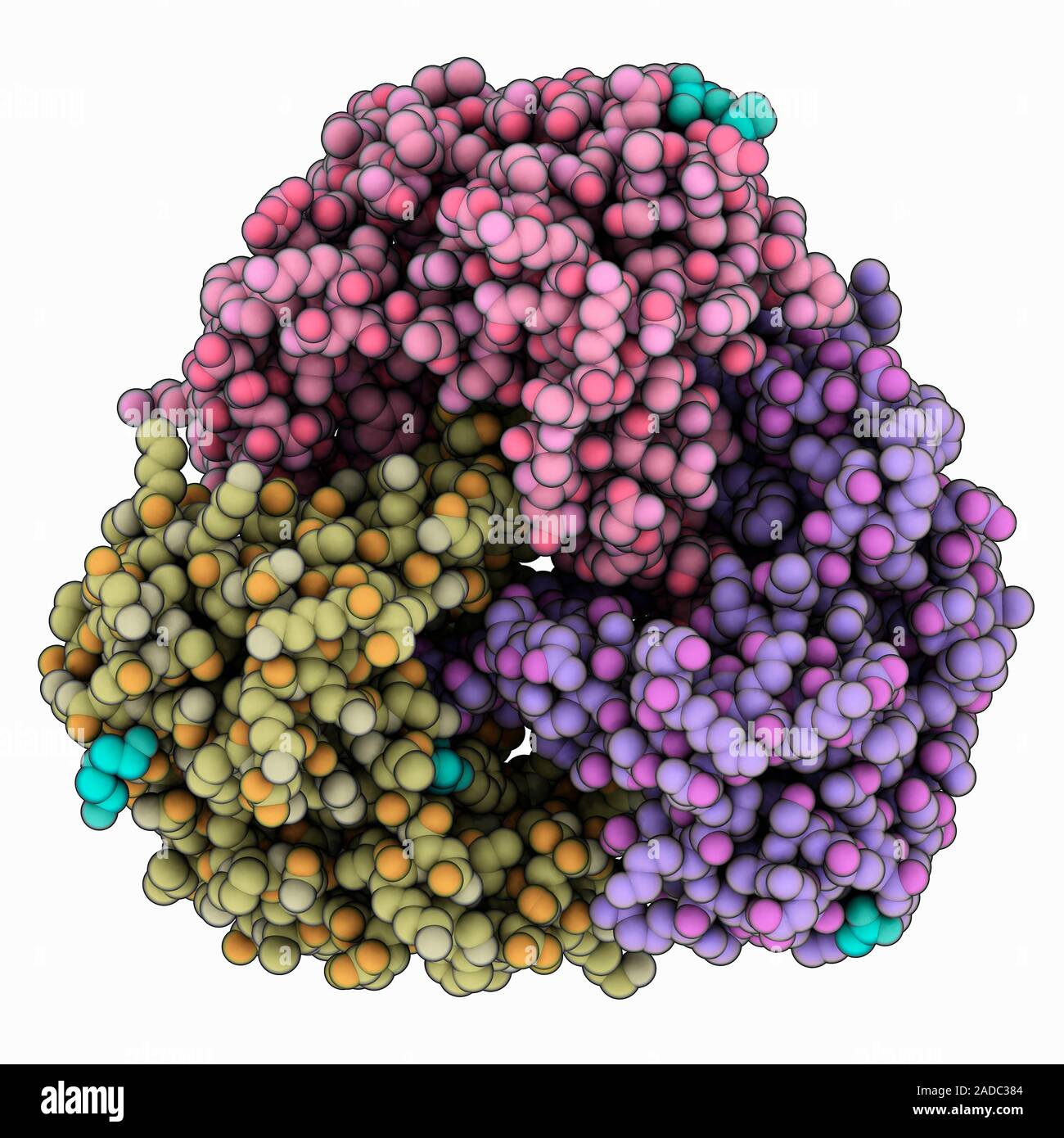 Lipoprotein carrier protein molecule. Computer model showing the ...