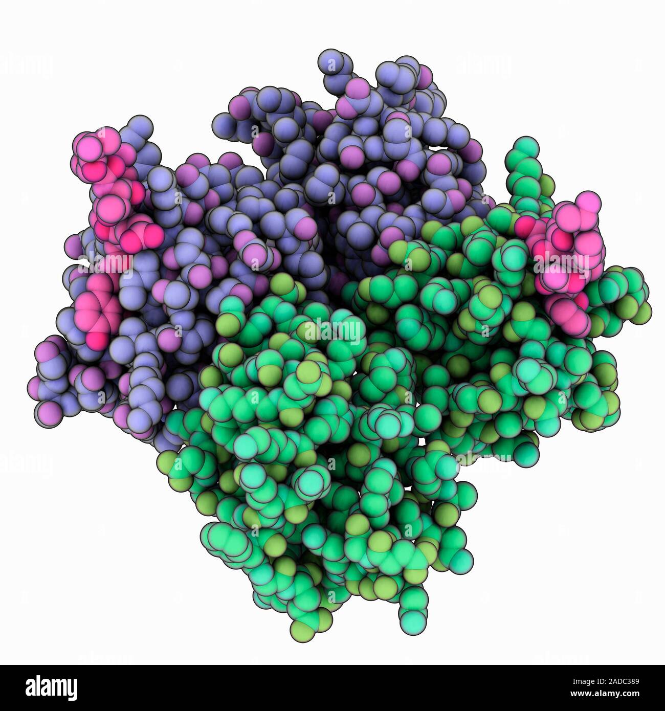 Syntenin-1 PDZ-domain complex. Computer model showing the structure of ...