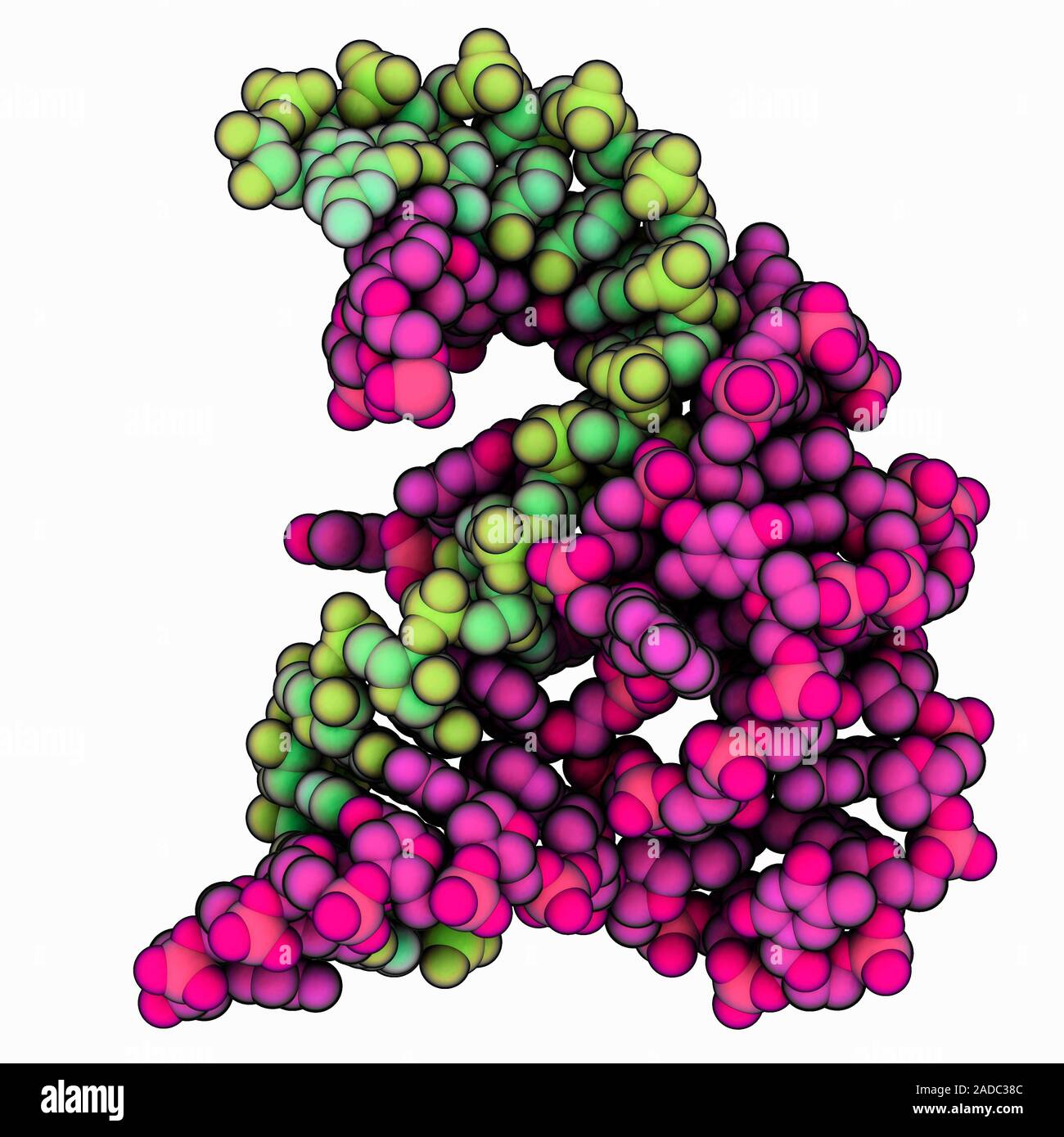 Synthetic DNA (deoxyribonucleic acid) catalyst complex. Computer model ...