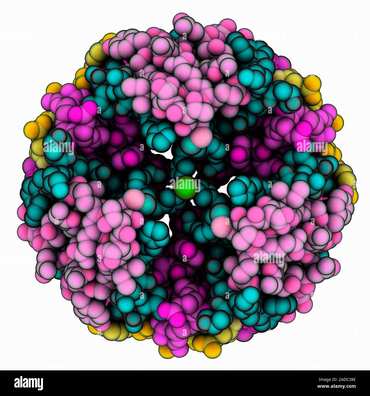 Human insulin at pH 5.5. Computer model showing the 4-chain structure ...