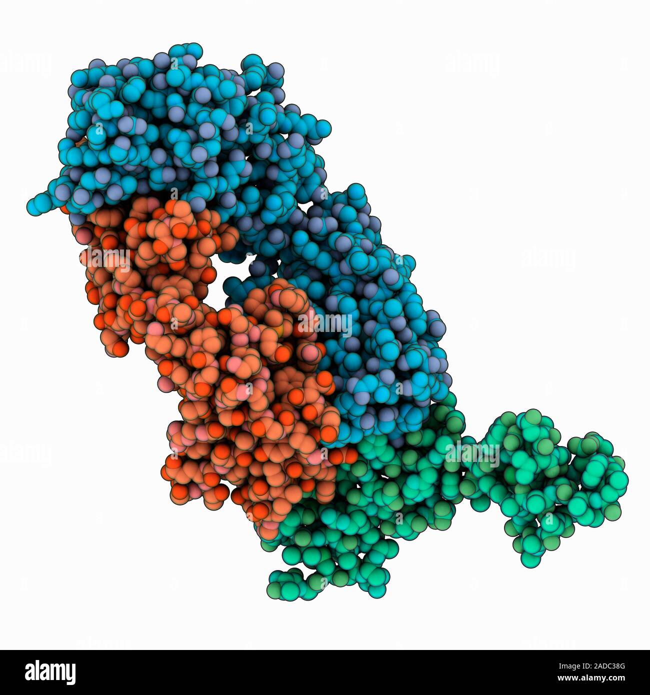 Human tumour necrosis factor (TNF) receptor CD40 complexed with ...