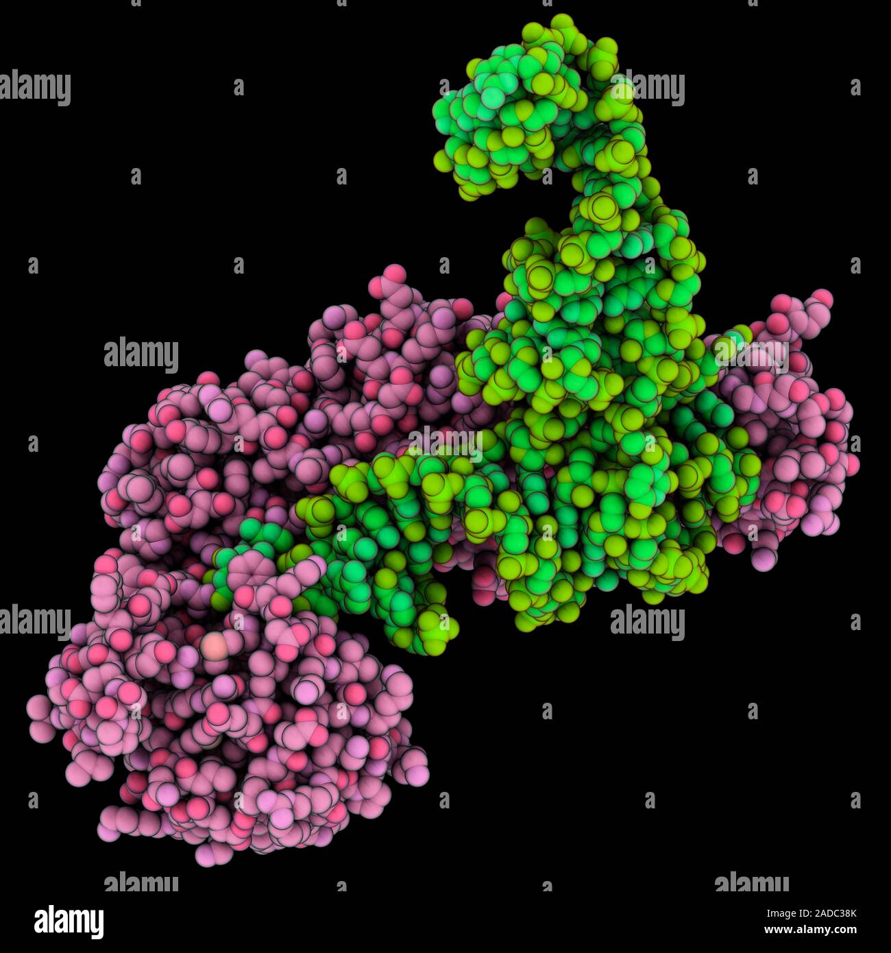 CCA-adding enzyme complexed with transfer-RNA (ribonucleic acid ...