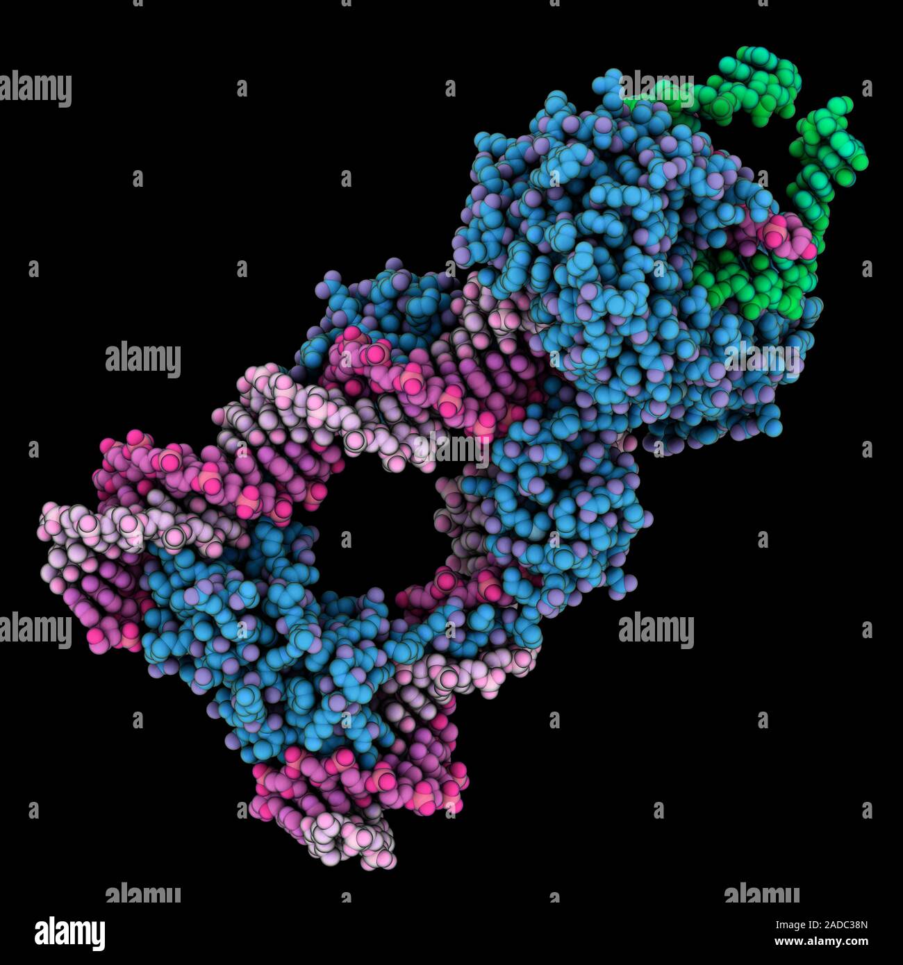 Mos1 transposase complexed with DNA (deoxyribonucleic acid). Computer ...