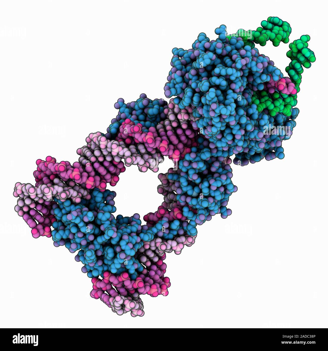 Mos1 transposase complexed with DNA (deoxyribonucleic acid). Computer ...