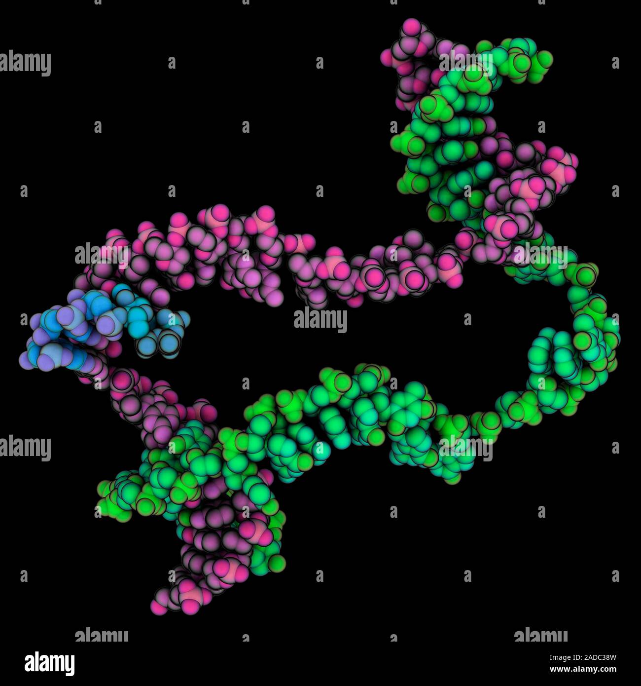 Transcription initiation complex with nascent RNA. Computer model ...