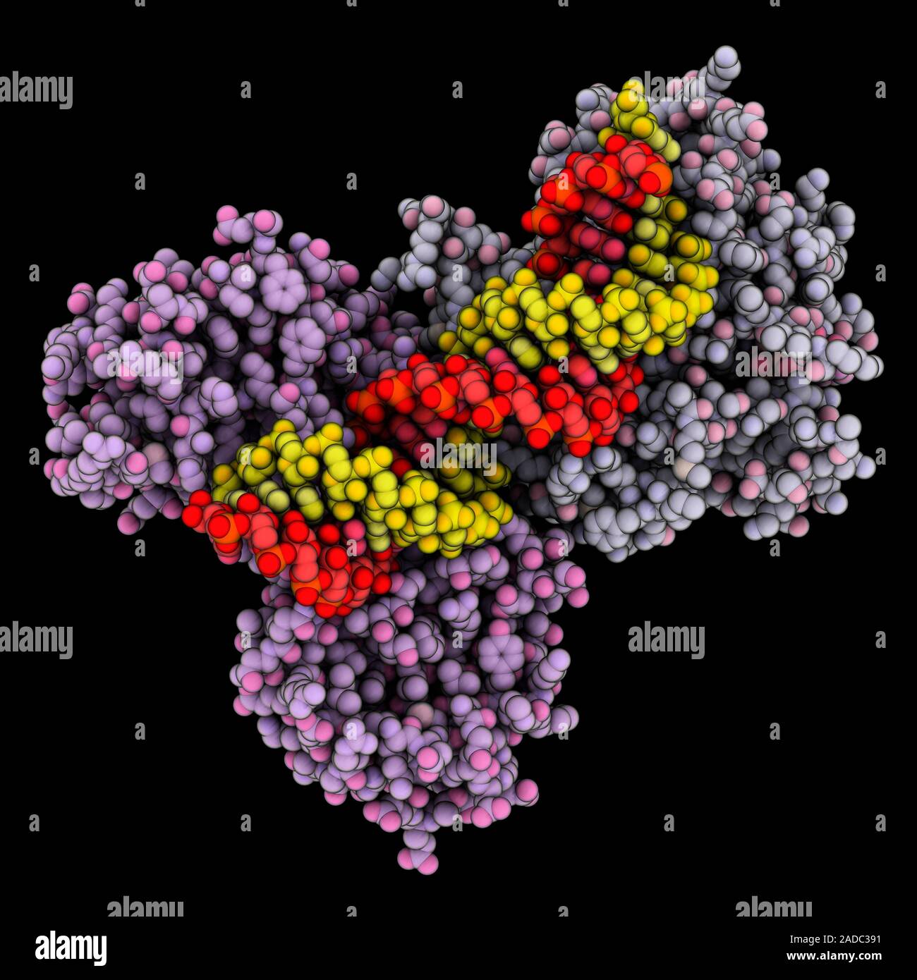 Chicken MDA5 complexed with RNA (ribonucleic acid). Computer model ...