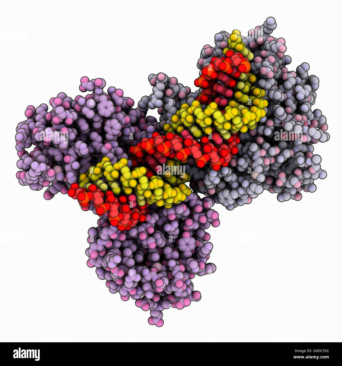 Chicken MDA5 complexed with RNA (ribonucleic acid). Computer model ...