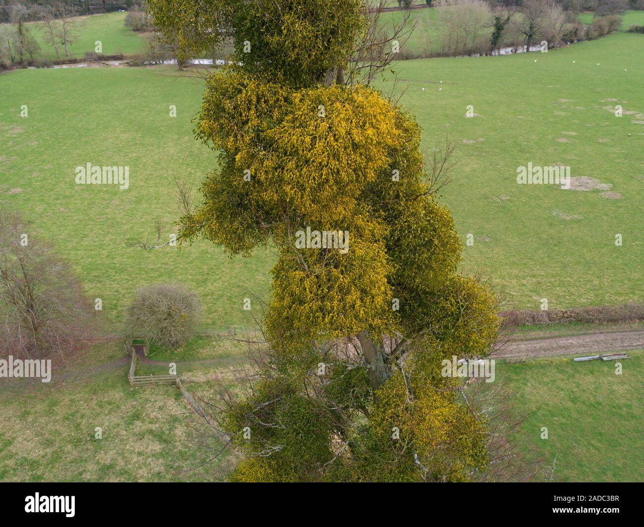 Mistletoe growing in early March on a tree in Surrey. Mistletoes attach ...