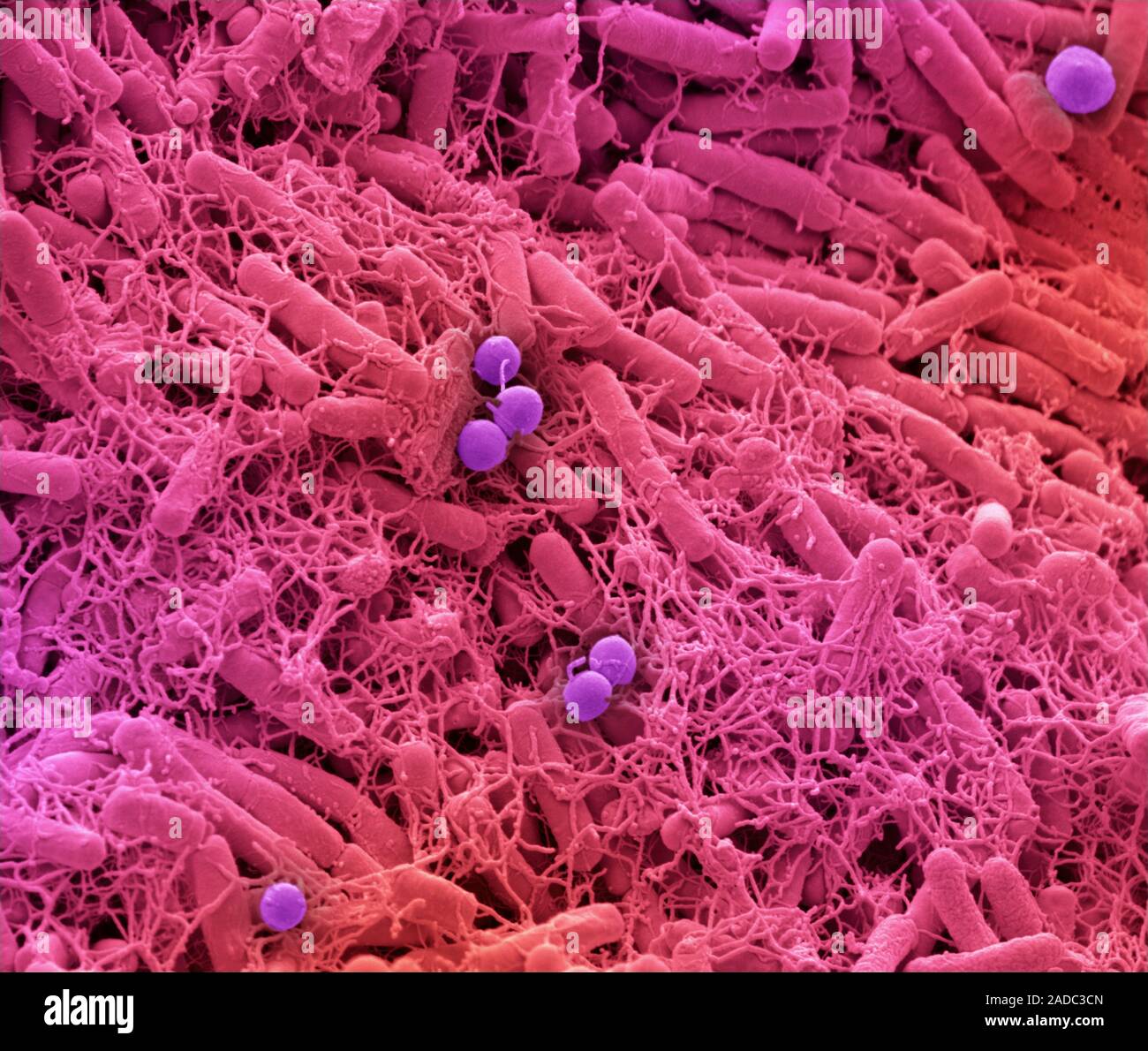 Microbiome. Coloured scanning electron micrograph (SEM) of bacteria ...
