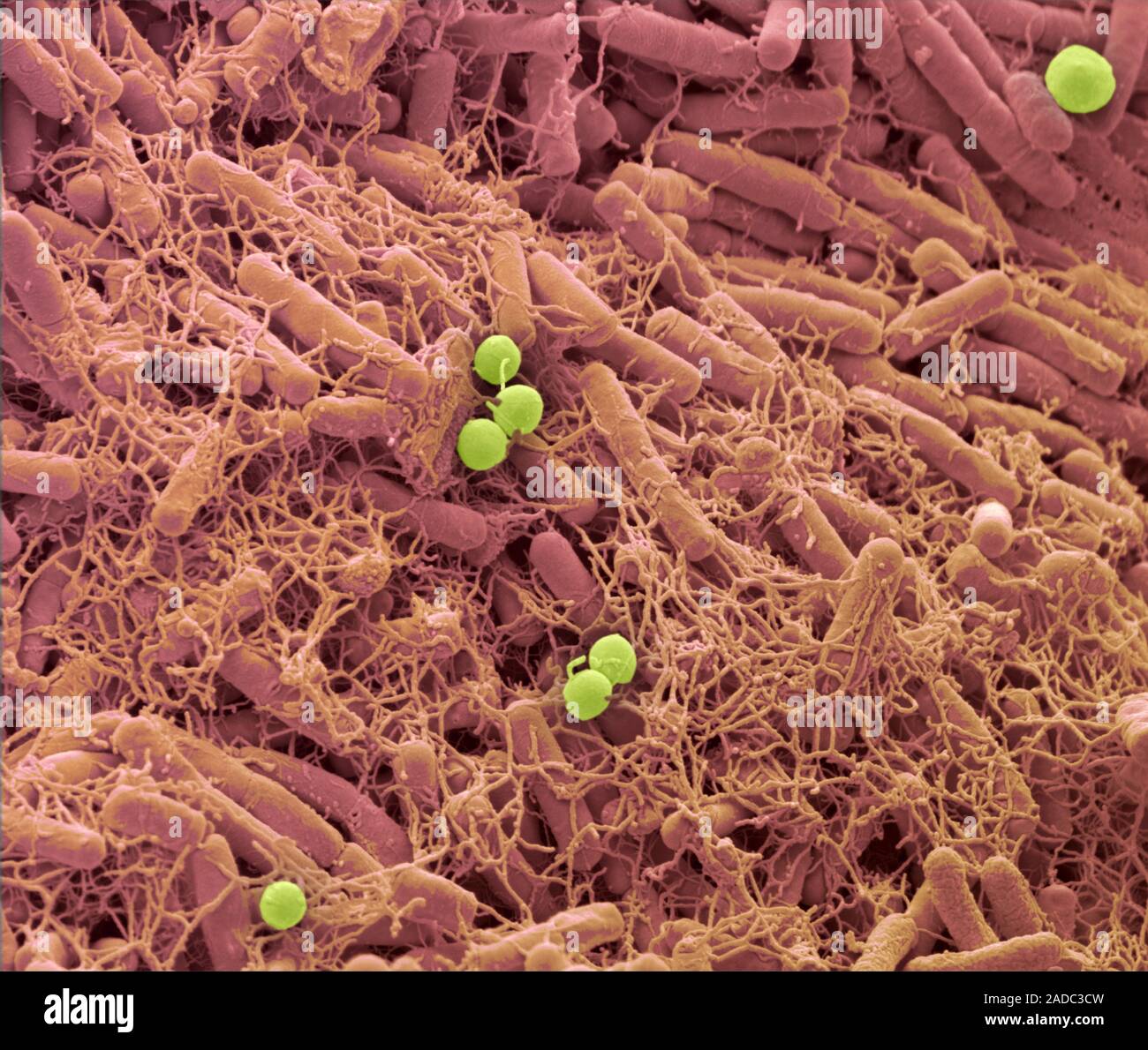 Microbiome. Coloured scanning electron micrograph (SEM) of bacteria ...
