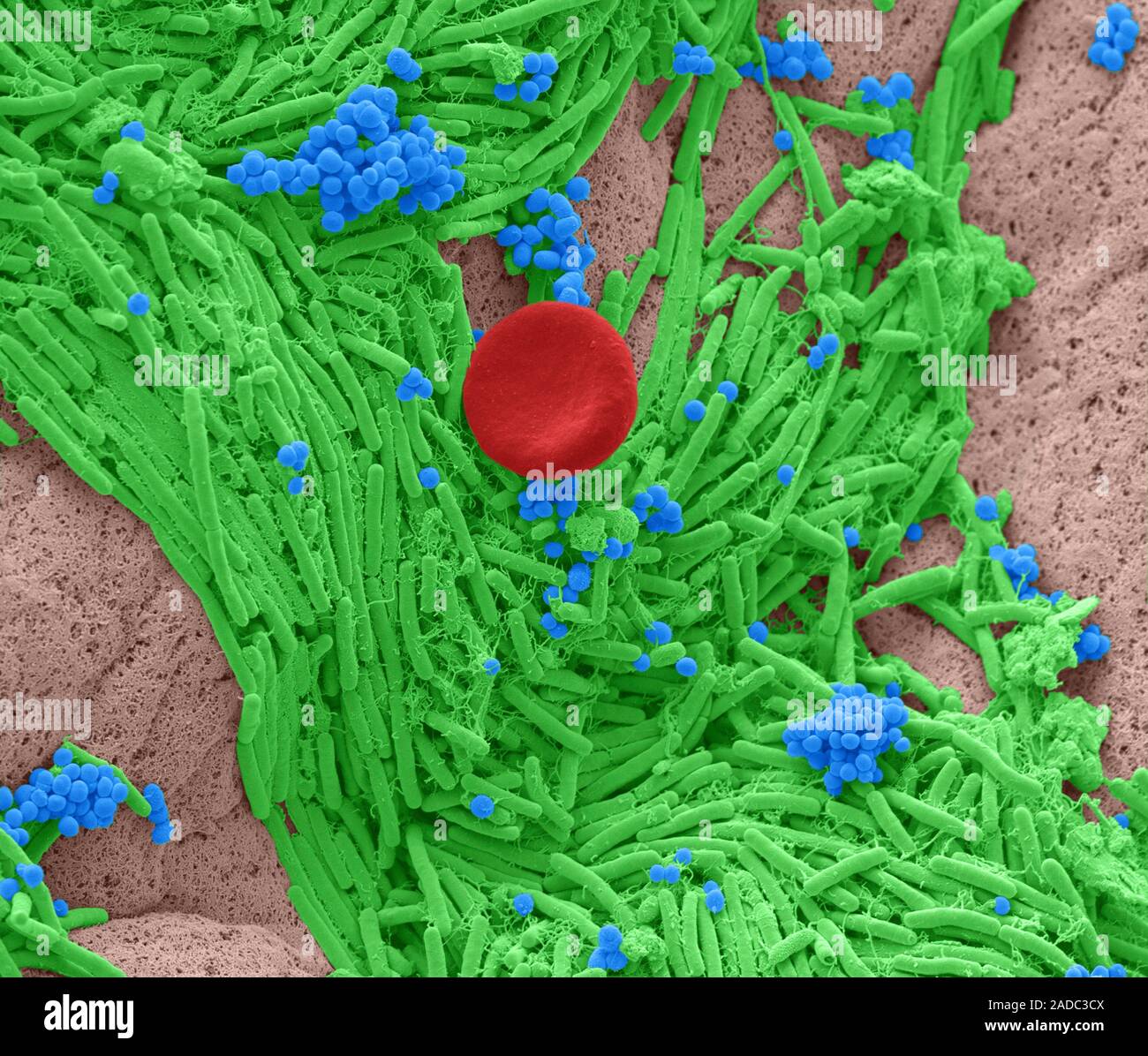 Microbiome. Coloured scanning electron micrograph (SEM) of bacteria ...